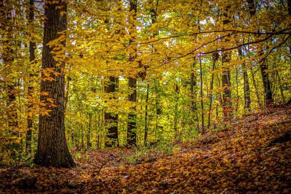 12 Best Things to Do in Buffalo, New York (the Niagara Frontier!) for ...