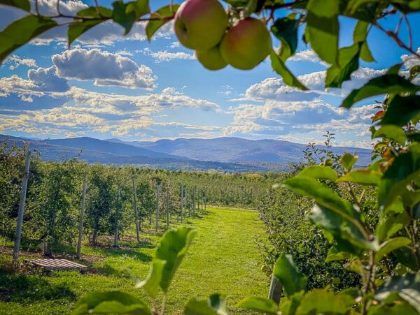 15 AMAZING Apple Picking Spots in Vermont (Farms & Orchards)