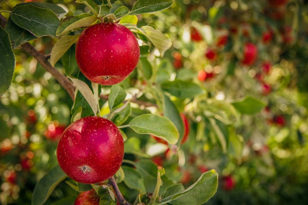 15 AMAZING Apple Picking Spots in Vermont (Farms & Orchards)