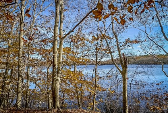 15 Unmissable Winter Activities in Cape Cod (By a Local)
