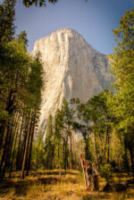 Yosemite in 3 Days with Globus Journeys (Ultimate Itinerary)