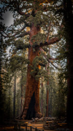 Yosemite in 3 Days with Globus Journeys (Ultimate Itinerary)