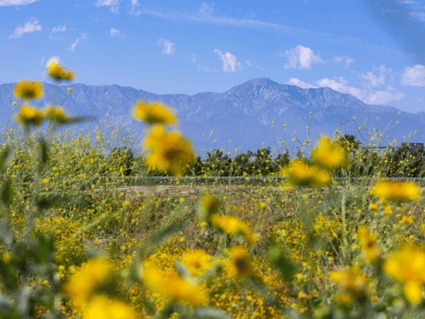 These Are The 7 Cheapest Places to Fly From Denver in 2026
