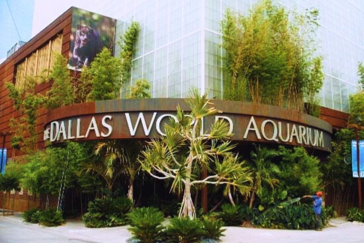 What to Do in Dallas in 2026: JFK History, Street Art & Skyline Views ...