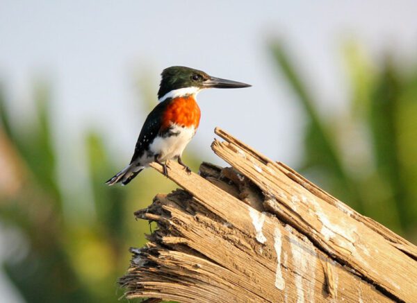 12 WONDERFUL Things to Do in the Amazon Rainforest