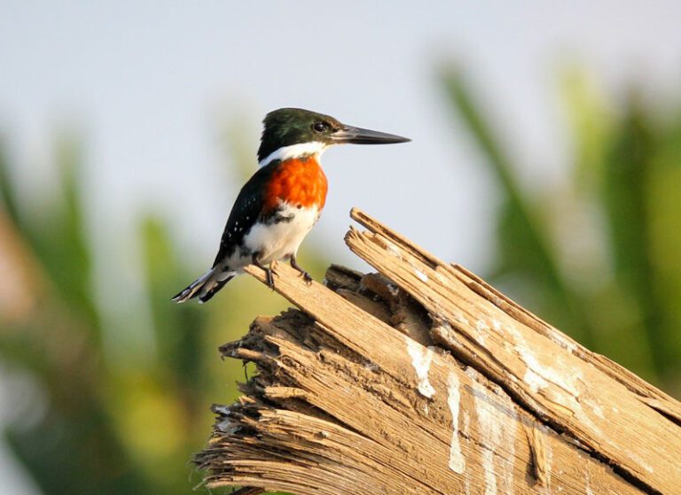 12 WONDERFUL Things to Do in the Amazon Rainforest