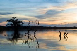 Amazon Rainforest Itinerary: River Cruises, Canopies & Tribal Encounters