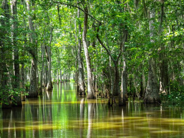 12 AWESOME Things to Do and Visit in Baton Rouge, Louisiana