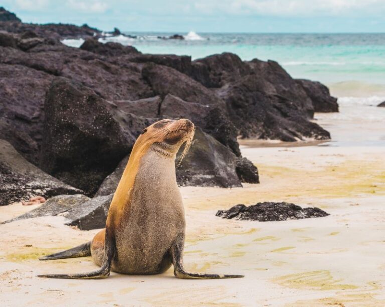 12 Must-See Galapagos Islands Attractions & Unique Activities - Global ...