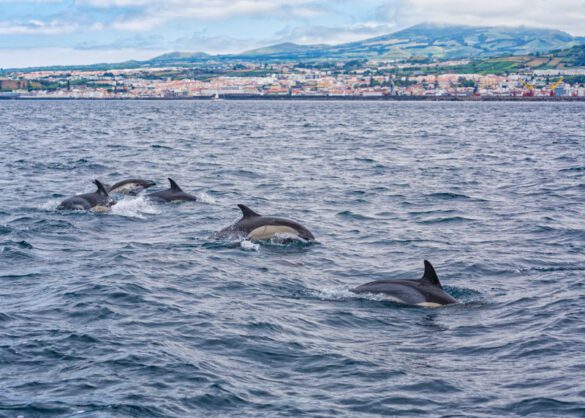 My Azores Adventure Guide: Volcano Lakes, Hot Springs & Whale Watching