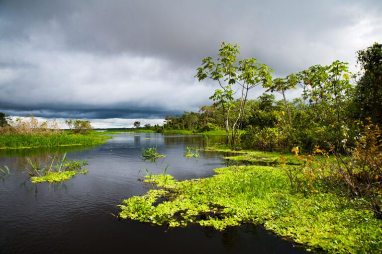 Amazon Rainforest Itinerary: River Cruises, Canopies & Tribal Encounters