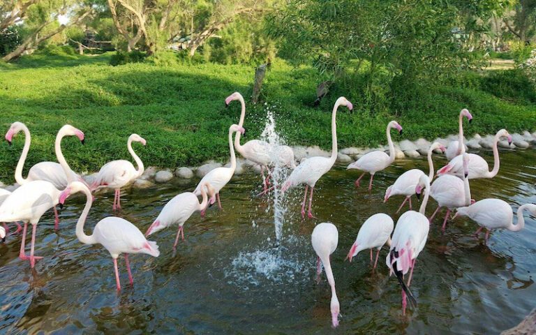 12 Most Beautiful Places in Bahrain to Visit (2025 Guide)