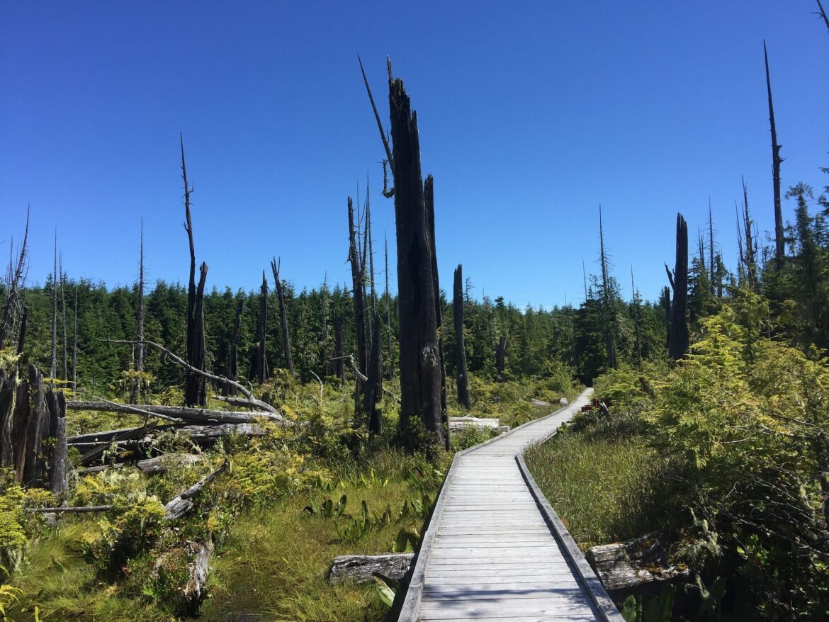 Vancouver Island: Surf Towns, 800-Year-Old Trees & Nanaimo Bar Trails