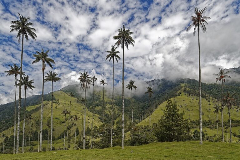 12 Best Things to Do in Valle de Cocora: Must-See Attractions