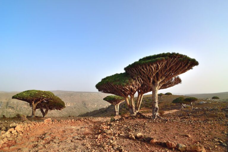 Socotra, Yemen’s 12 Best Attractions & Experiences for First-Timers ...
