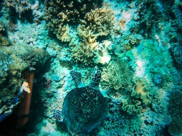 12 Iconic Raja Ampat, Indonesia Attractions & Activities to Add to Your ...