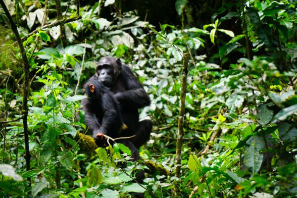 13 STUNNING Places in Uganda to Visit This Year (2025)