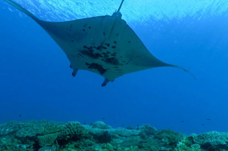12 Iconic Raja Ampat, Indonesia Attractions & Activities to Add to Your ...
