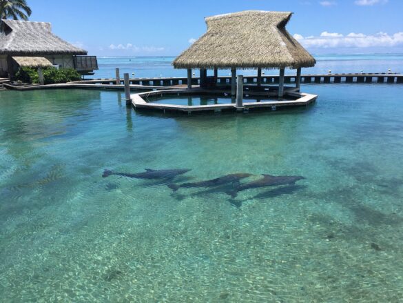 Moorea Guide 202: Hidden Trails, Volcano Views & Tiki Nights