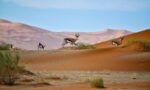 12 INCREDIBLE Places in Namibia to Visit This Year (2026 Guide)