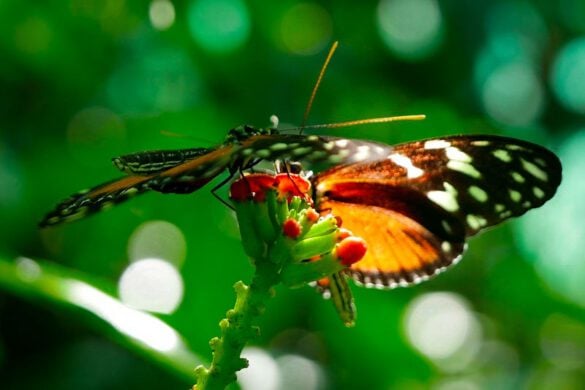 Discover Roatan Island: 12 Best Attractions and Things to Do - Global ...