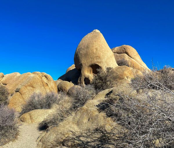 My Guide to Joshua Tree in 2026: Stargazing, Skull Rock & Cholla Garden