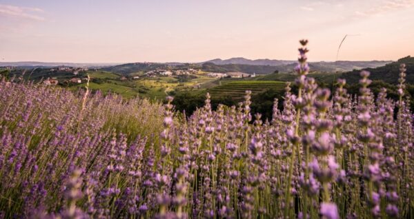 The Ultimate Slovenia’s Brda Region Guide: 11 Things to Do & Places to ...