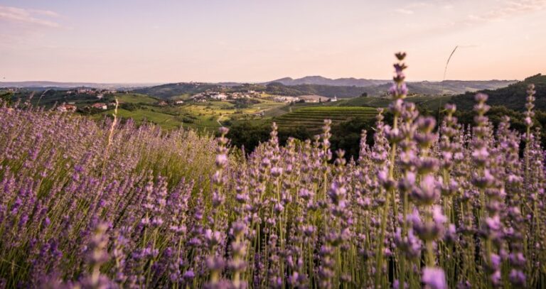 The Ultimate Slovenia’s Brda Region Guide: 11 Things to Do & Places to ...