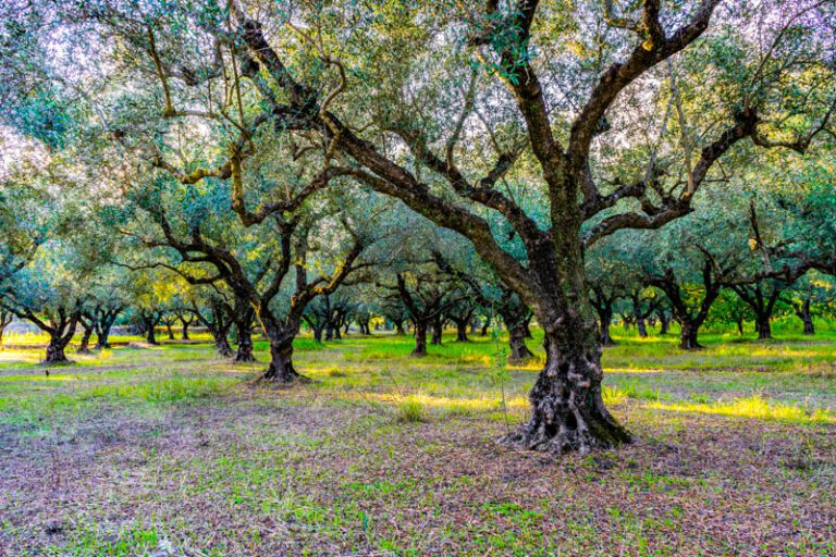 Top 12 Spots in Zakynthos, Greece for the Ultimate Local Experience ...