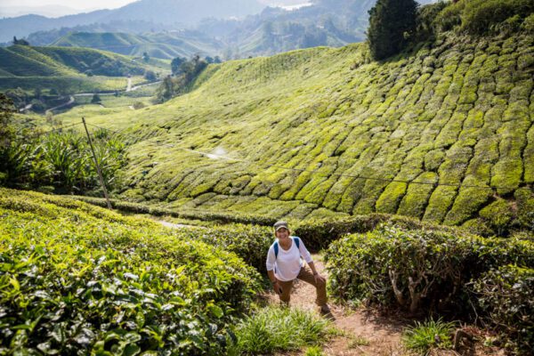 Cameron Highlands: Malaysia's Coolest Hill Station (Literally) - Global ...
