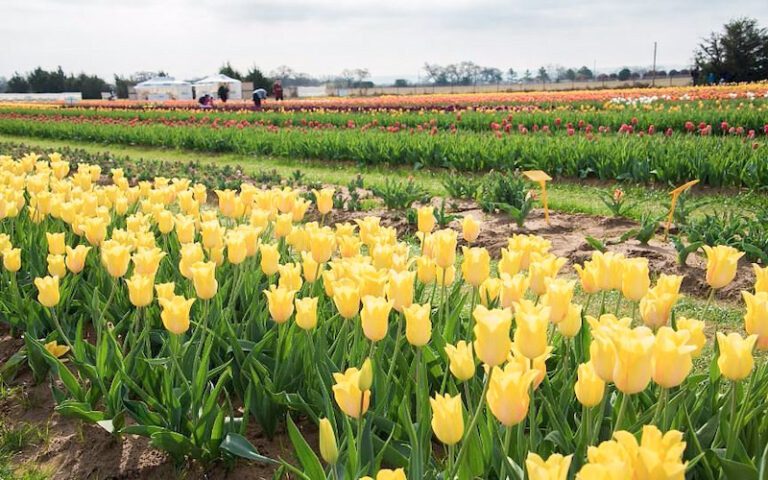 12 Enchanting Places in Dallas That Look Straight Out of a Postcard ...