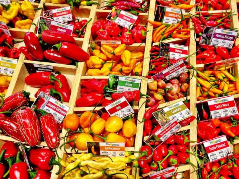 12 Can’t-Miss Things to Do in Trieste, Italy (From Locals’ Favorites to ...