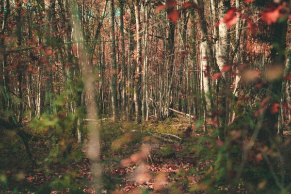 11 Stunning Hidden Gems in Burgundy, France You Need to See