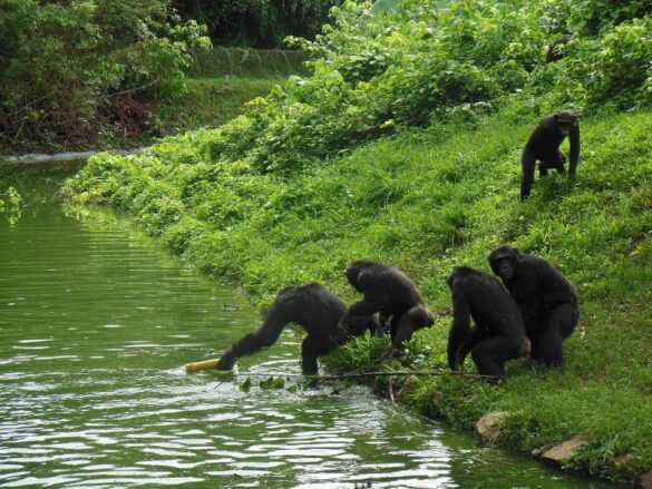 12 Picture-Perfect Places on Lake Victoria (Africa) That Will Blow Your ...