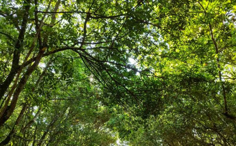 12 Epic and Beautiful Spots to See in Suriname