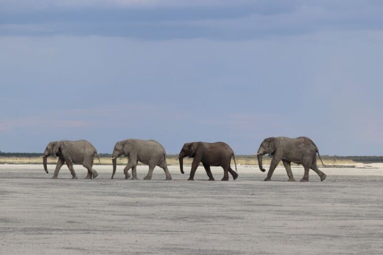 12 Exceptionally Beautiful Places in Botswana (Must-See Spots) - Global ...