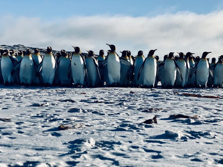 Where to Go in Falkland Islands: 12 Amazing Experiences