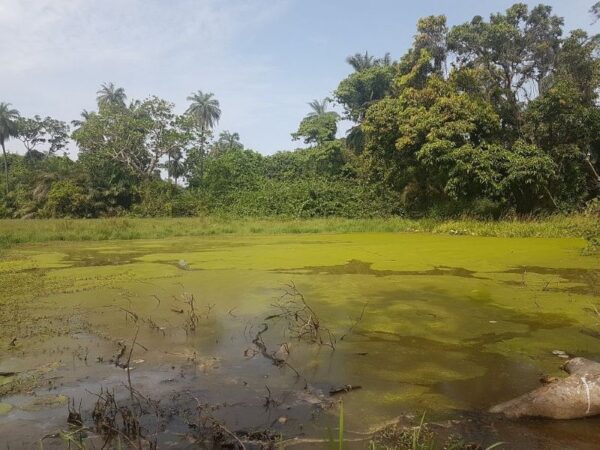 12 Amazingly Beautiful Places in the Gambia That Feel Unreal - Global ...