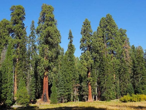 12 Best Things to Do in Sequoia National Park for an Unforgettable ...