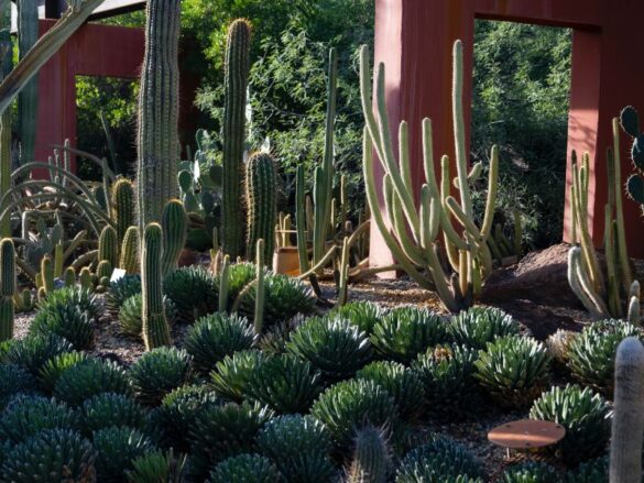12 EXCITING Things to Do in Phoenix at Night (Desert Magic!)