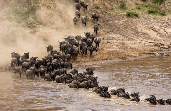 The Ultimate Maasai Mara Guide: 12 Things to Do & Places to Go