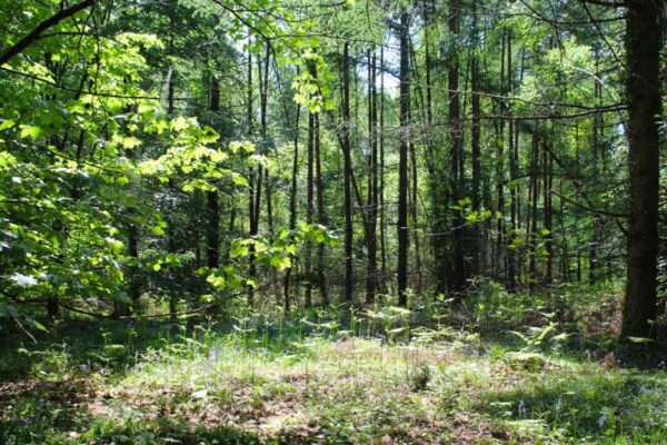 12 Iconic New Forest Attractions & Activities to Add to Your Itinerary ...