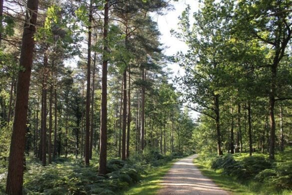 12 Iconic New Forest Attractions & Activities to Add to Your Itinerary ...