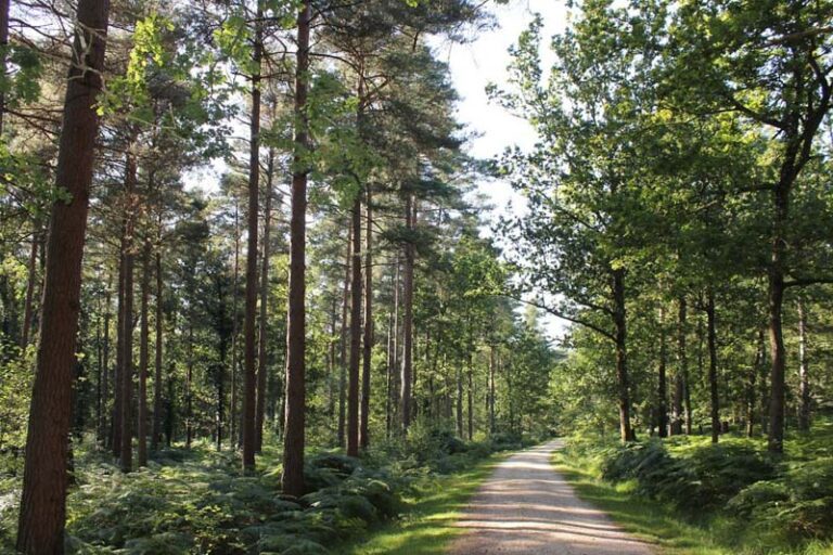 12 Iconic New Forest Attractions & Activities to Add to Your Itinerary ...