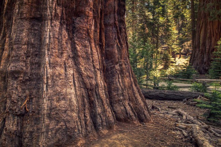 12 Best Things to Do in Sequoia National Park for an Unforgettable ...
