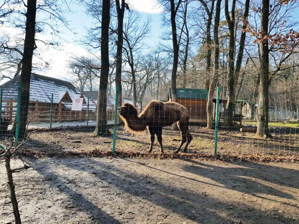 Sibiu, Romania’s 12 Best Attractions & Experiences for First-Timers