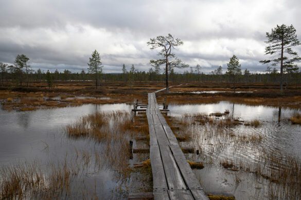 12 Wonderful Things to Do in Levi, Lapland (Winter Wonderland)