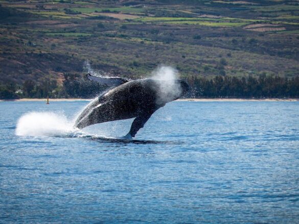 12 AMAZING Things to Do in Orcas Island, Washington (Top Attractions ...