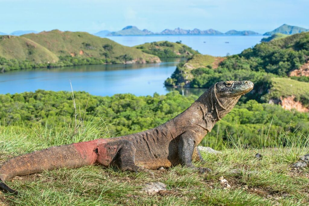 15 Must-See Komodo Island Attractions & Unique Activities - Global ...