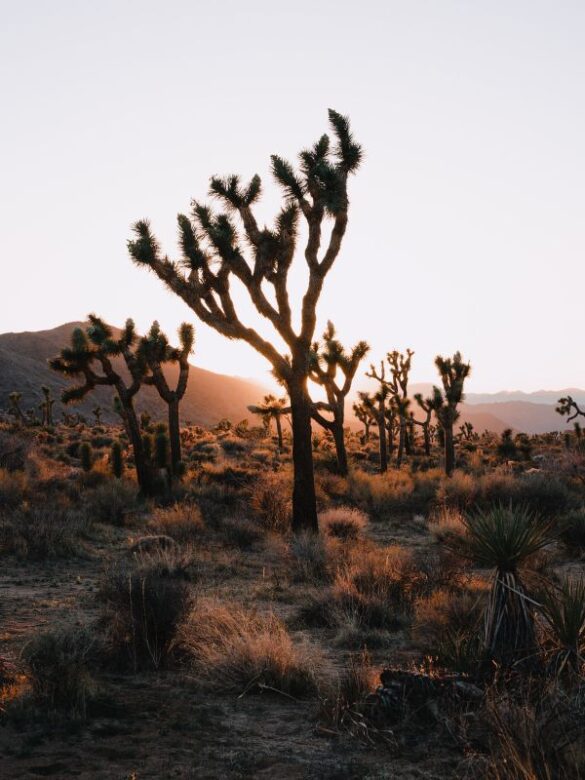 12 Absolutely Iconic Things to Do in the Southwest USA - Global Viewpoint
